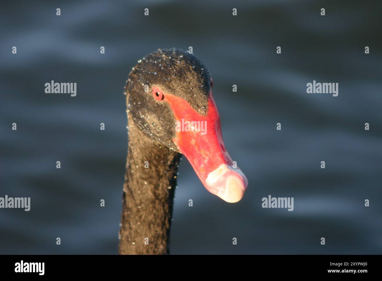 Swan facing the camera hi-res stock photography and images - Alamy
