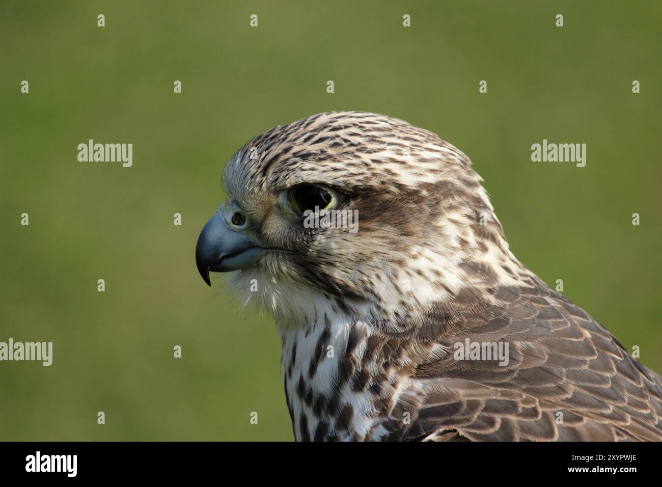 Portrait of a strangled falcon Stock Photo - Alamy