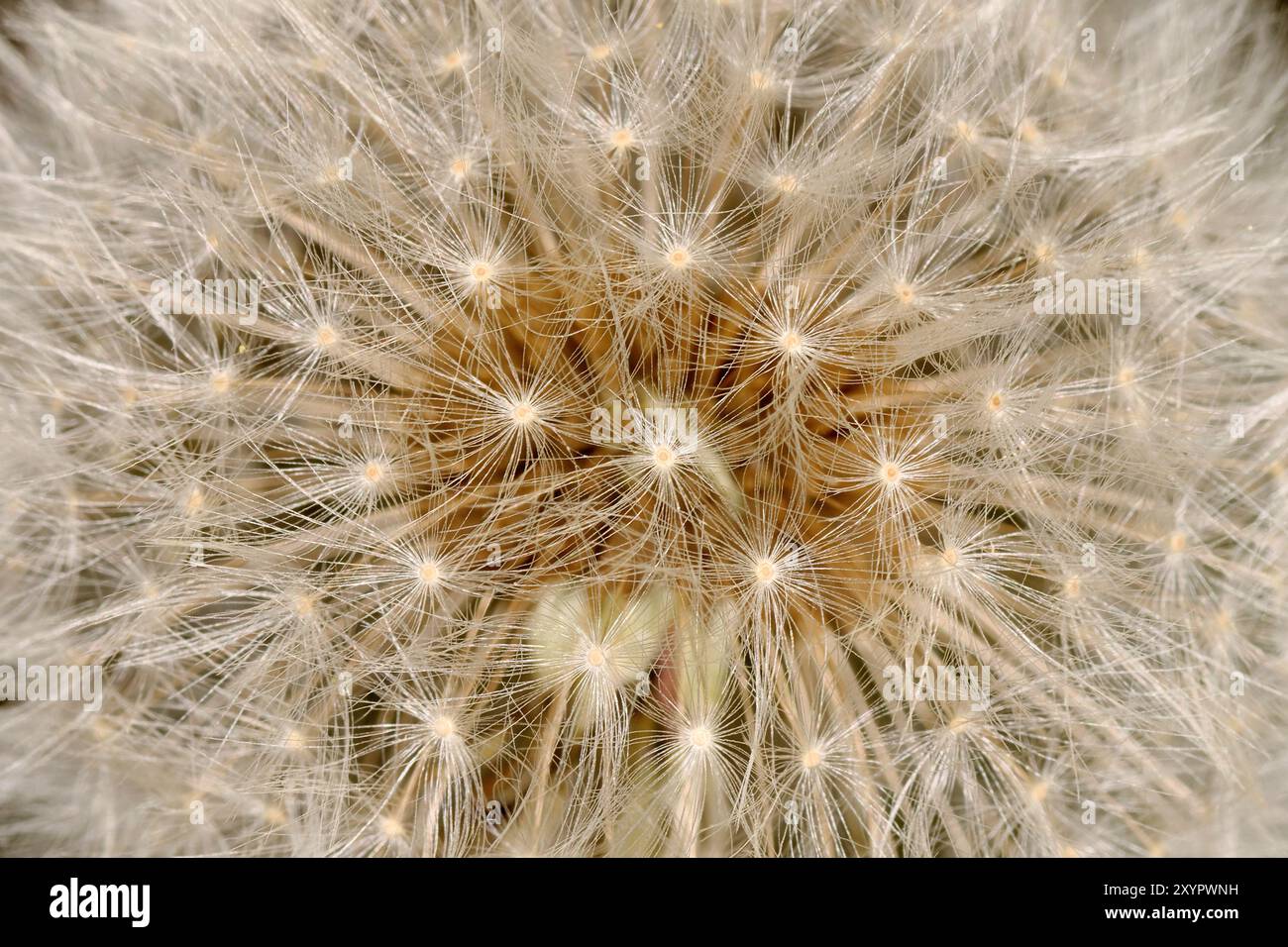 Dandelion seed clusters hi-res stock photography and images - Alamy