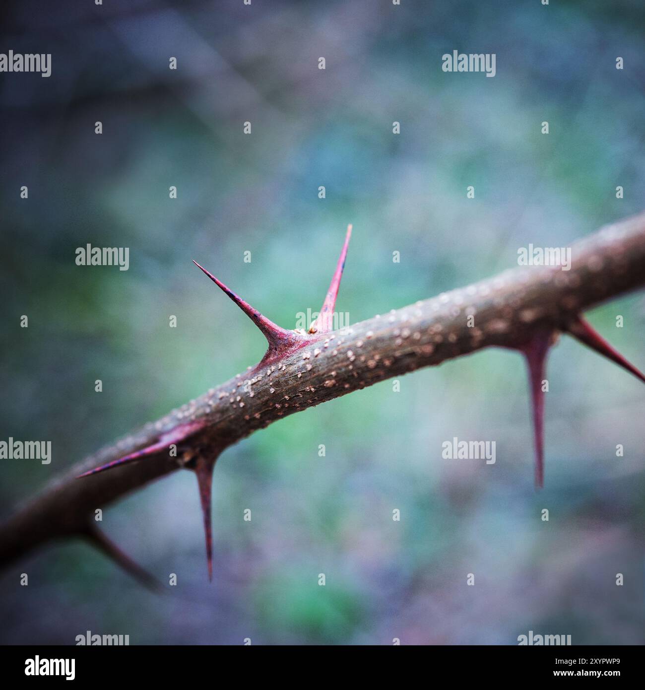 Thorns acacia tree sharp hi-res stock photography and images - Alamy
