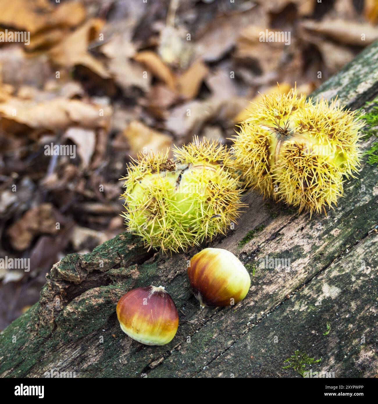 Straight from tree hi-res stock photography and images - Alamy
