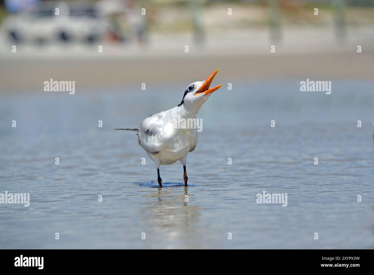 A royal tern standing in the swash, its feet covered in water, leans ...