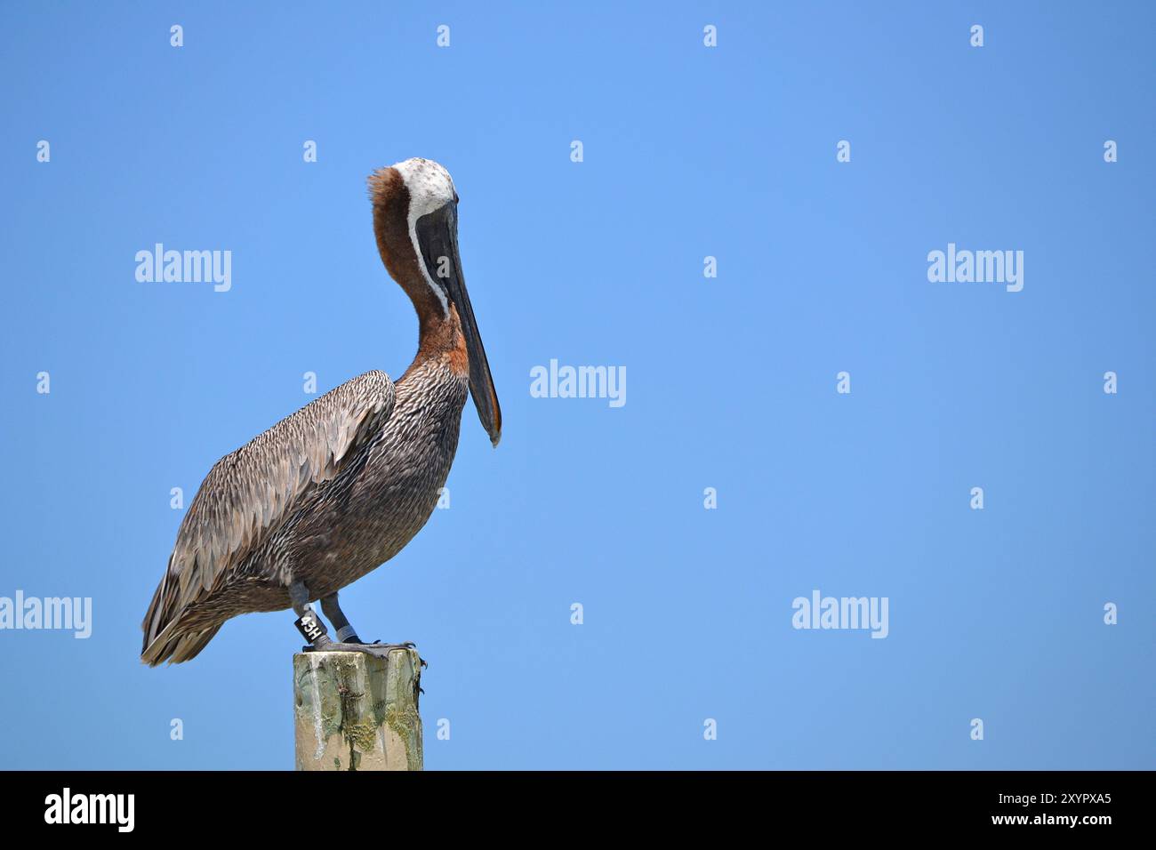 A brown pelican perched atop a wooden pole, facing away towards the ...