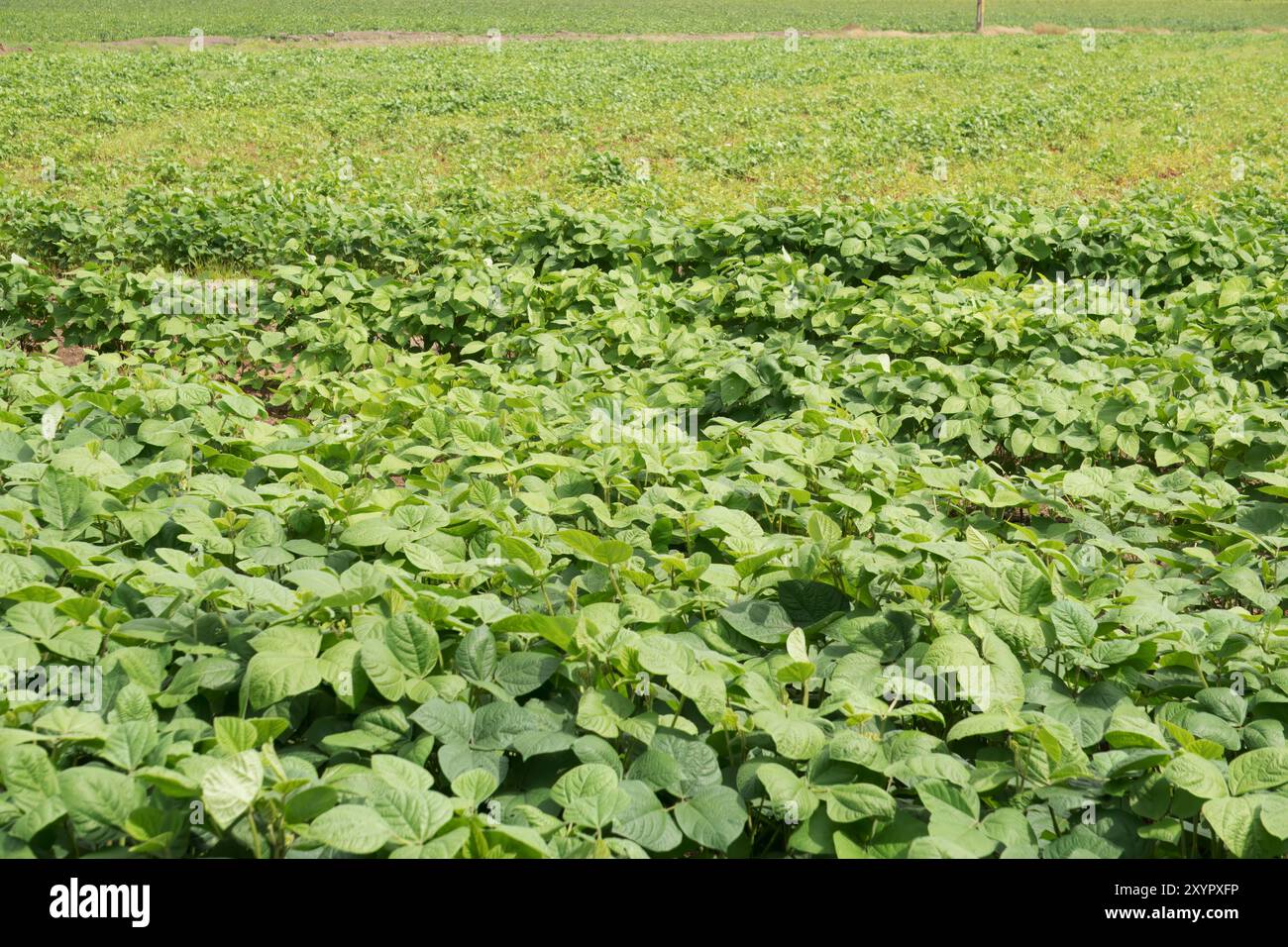 Lush Mung Bean Field in Full Blossom - Eco-Friendly Agriculture and ...