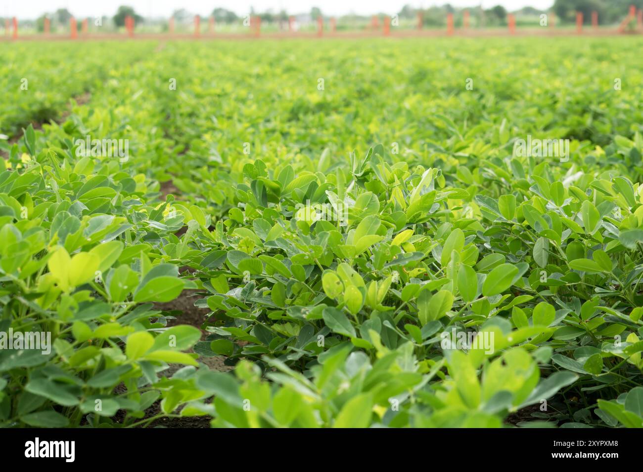 Flourishing farmland hi-res stock photography and images - Alamy