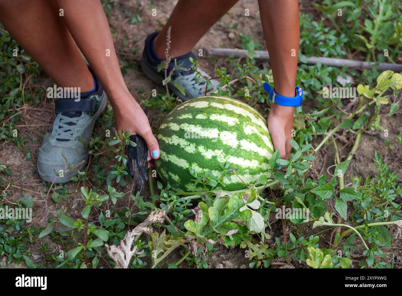 Hands farming hi-res stock photography and images - Alamy