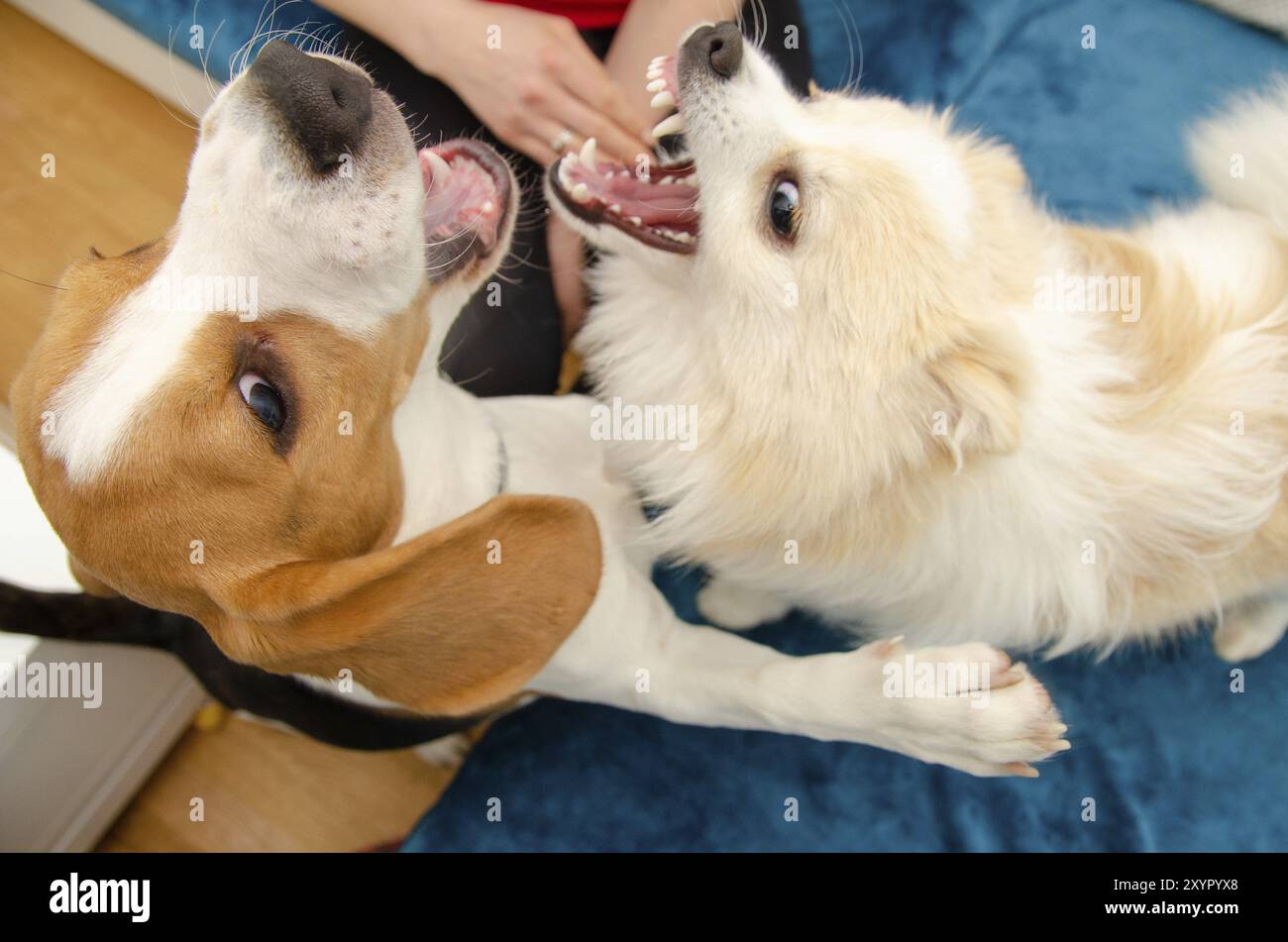 Dogs playing together indoors on a couch Dog themed background Stock ...