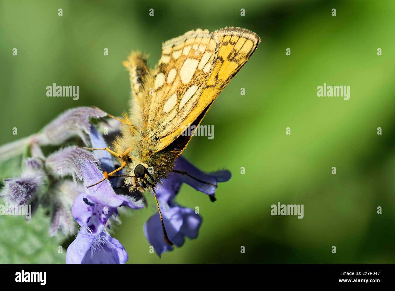 Yellow-spotted fritillary on a catmint plant Stock Photo - Alamy