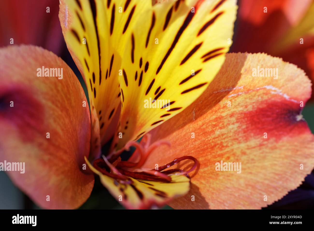 Alstroemeria summer sky hi-res stock photography and images - Alamy