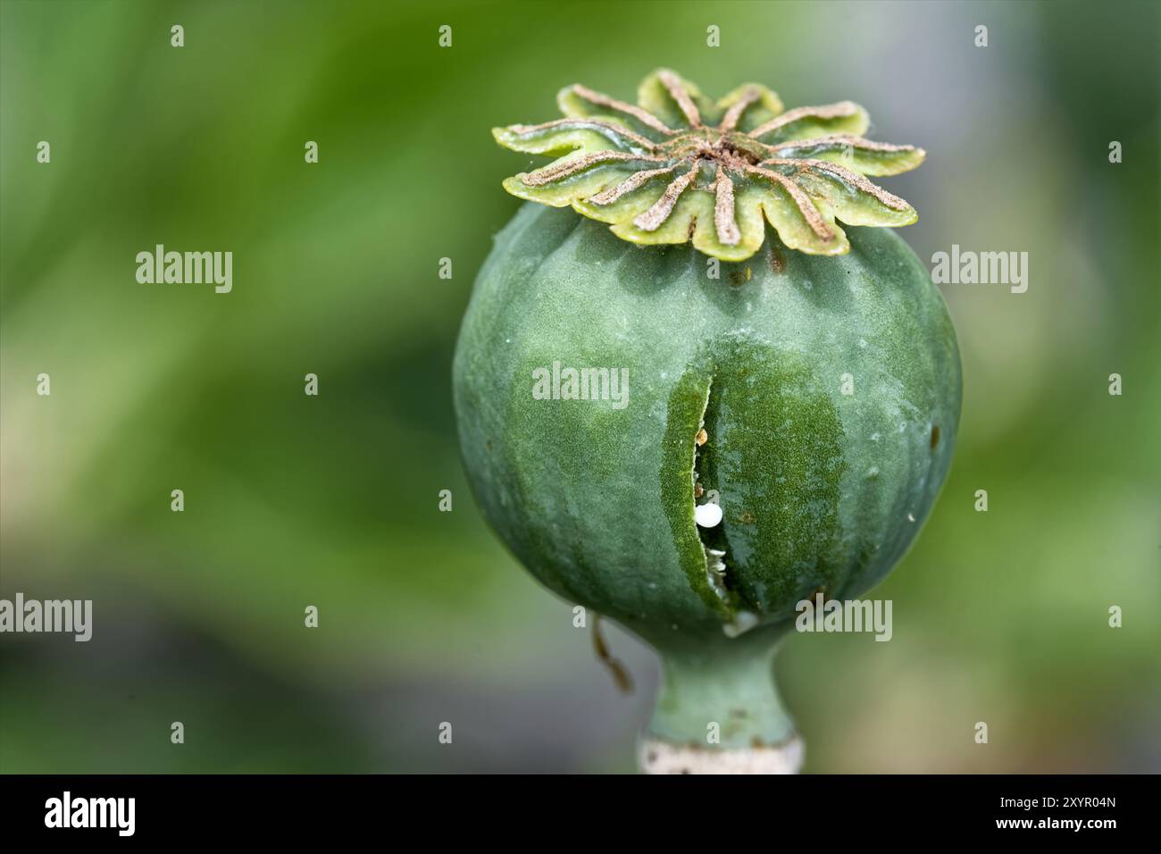 Opium poppy latex hi-res stock photography and images - Alamy
