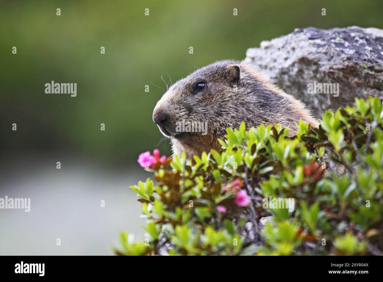 Marmota marmota alps trentino hi-res stock photography and images - Alamy