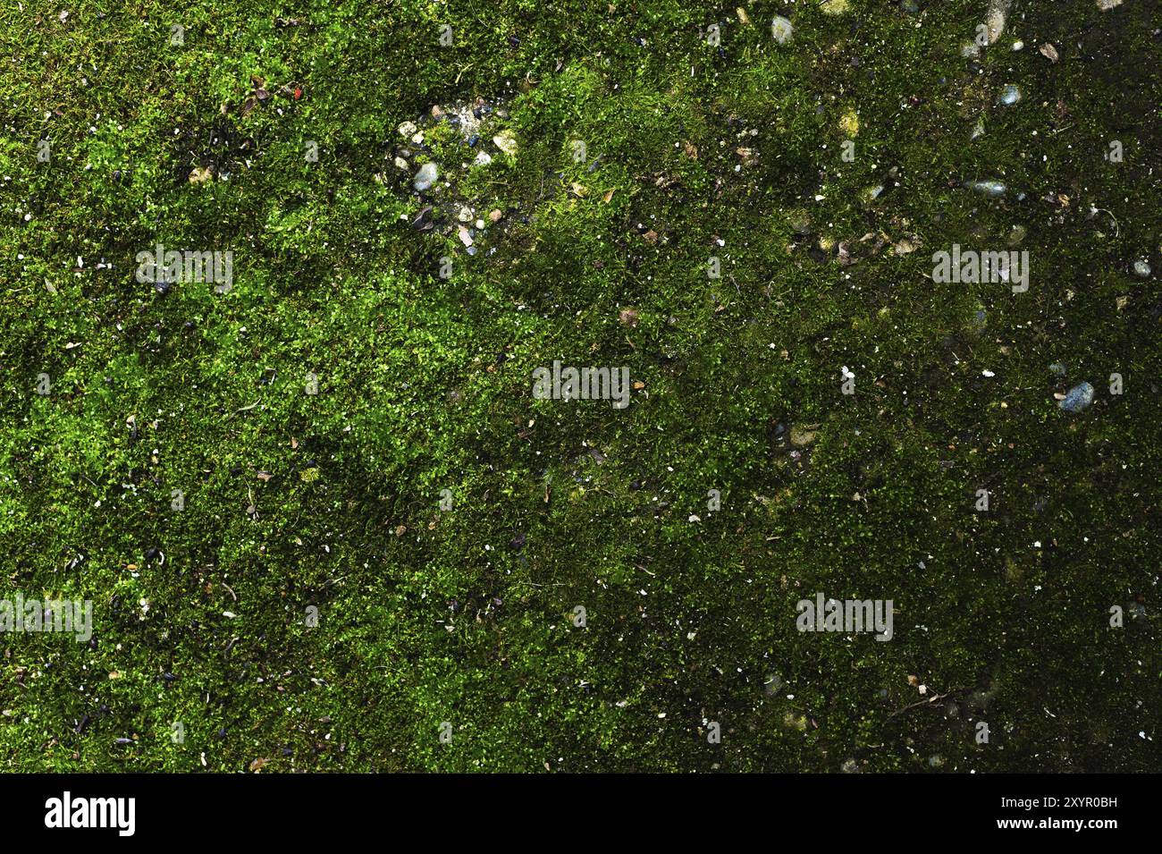 Close-up of a spring background of asphalt surface of the earth covered ...