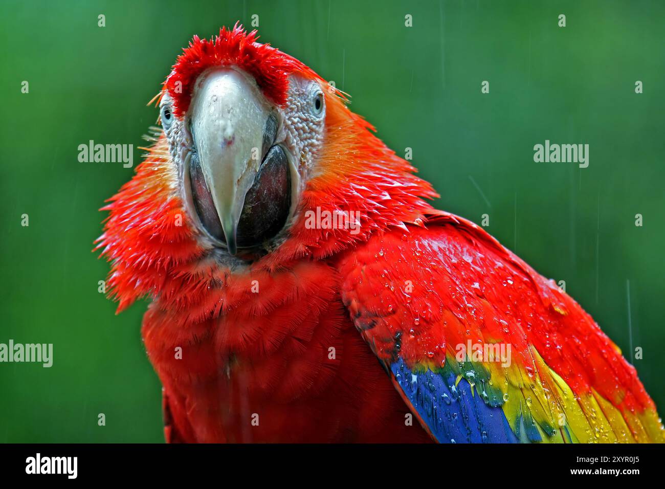 Parrot bird severe macaw hi-res stock photography and images - Alamy
