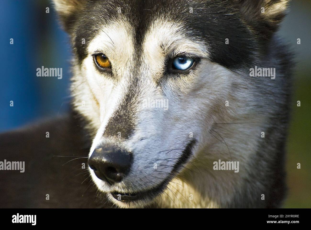 Dog different colored eyes hi-res stock photography and images - Alamy
