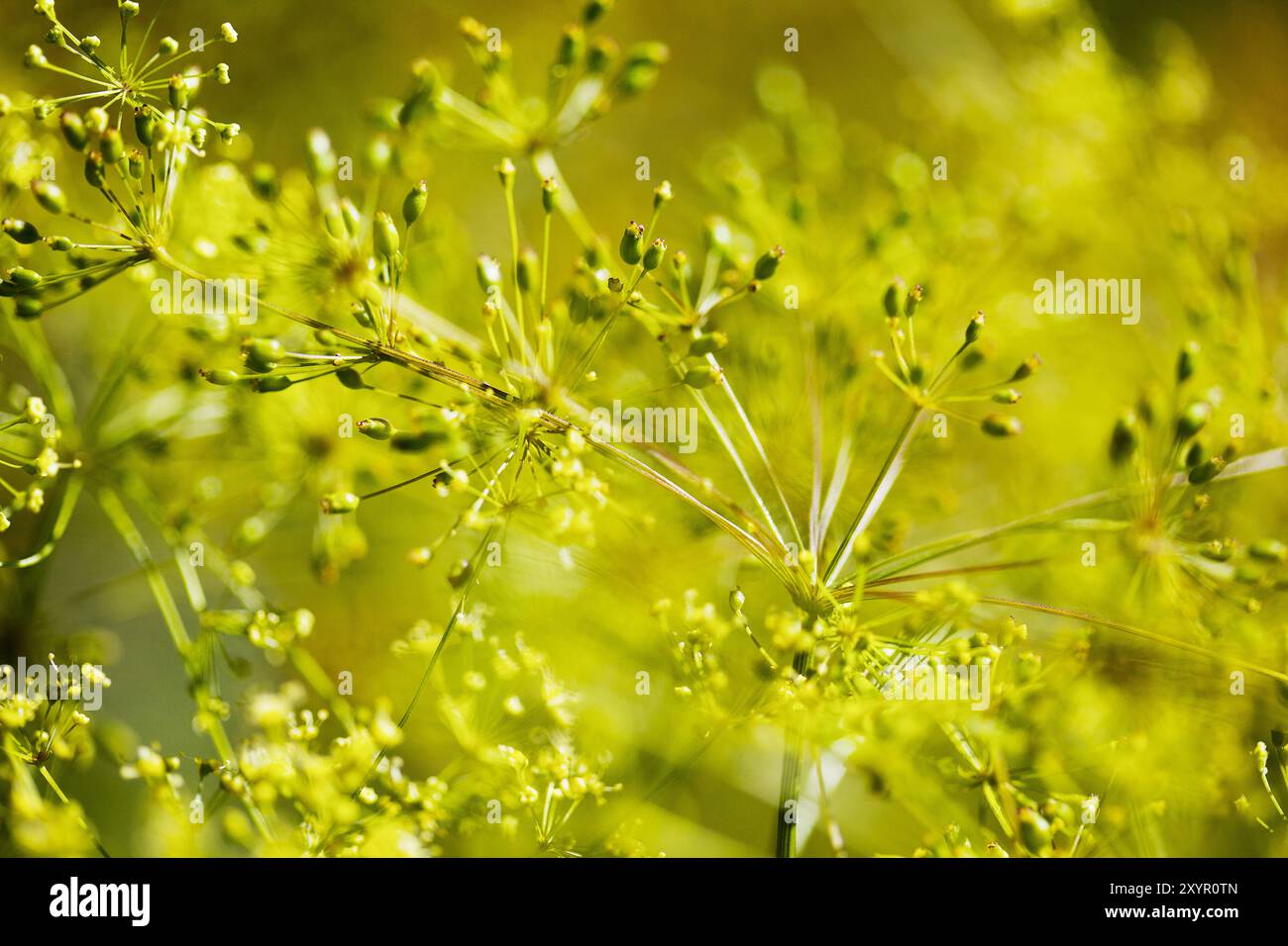 Pods fennel seed hi-res stock photography and images - Alamy
