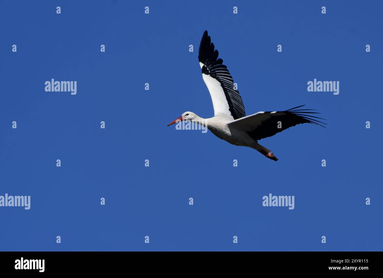 Stork in flight Stock Photo - Alamy