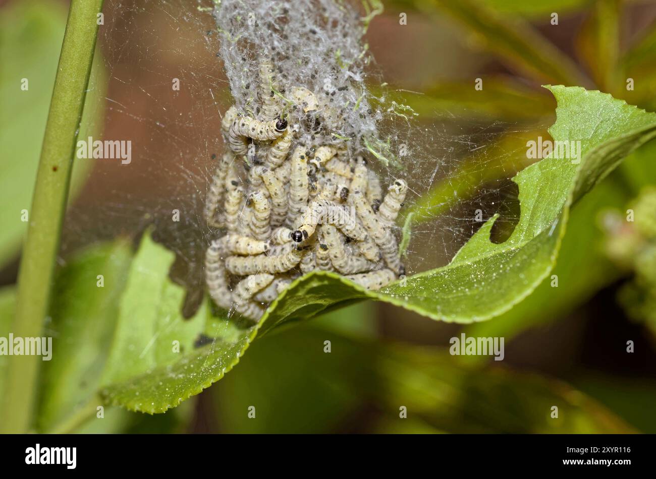 Spindle ermine moths hi-res stock photography and images - Alamy