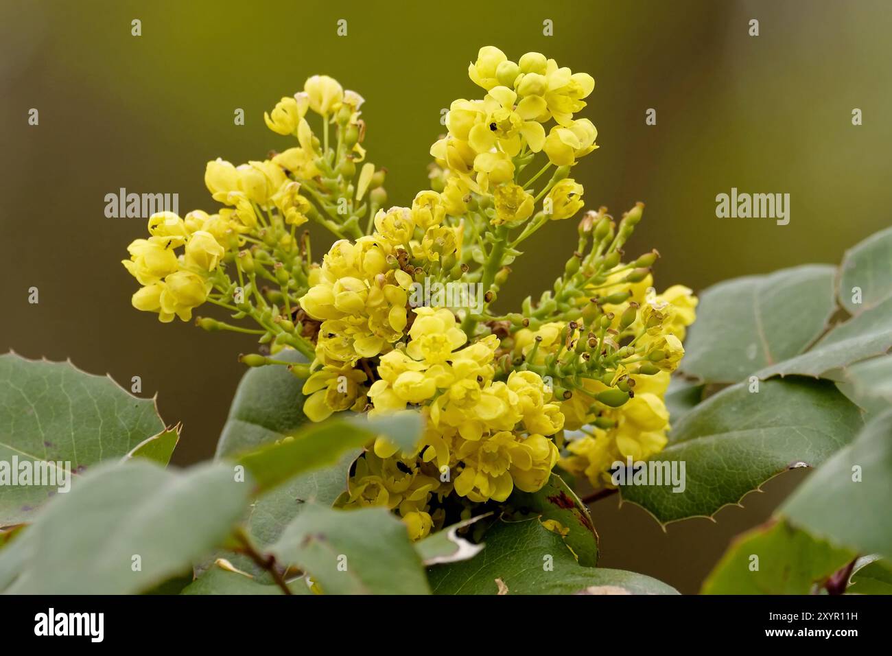 Mahonie aquifolium hi-res stock photography and images - Alamy