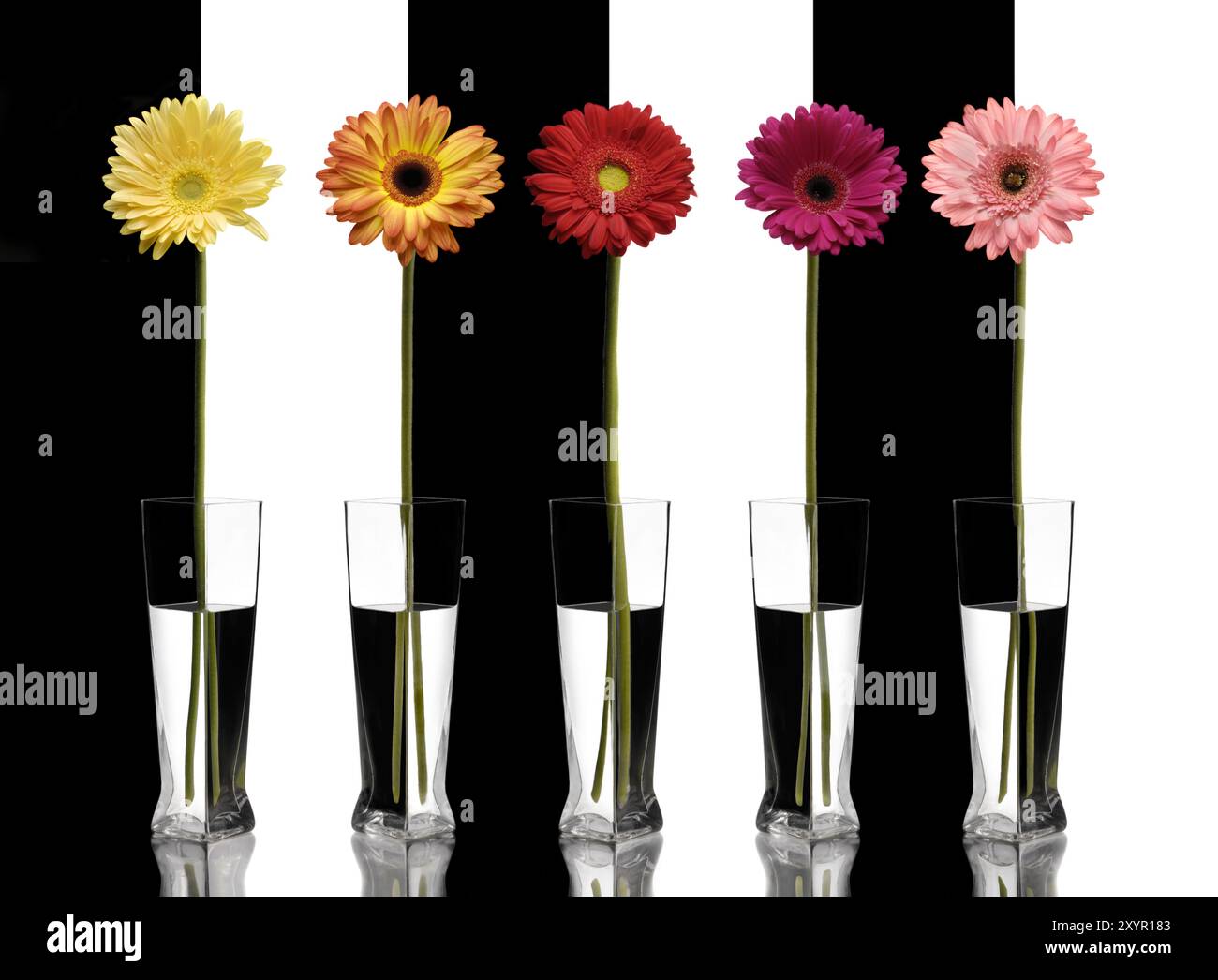 Palette of five colorful Gerbera Daisies on abstract black white ...