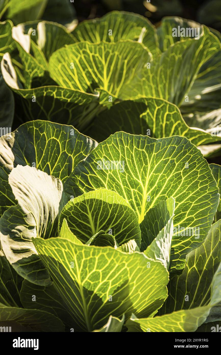 View field sprouting crops hi-res stock photography and images - Alamy