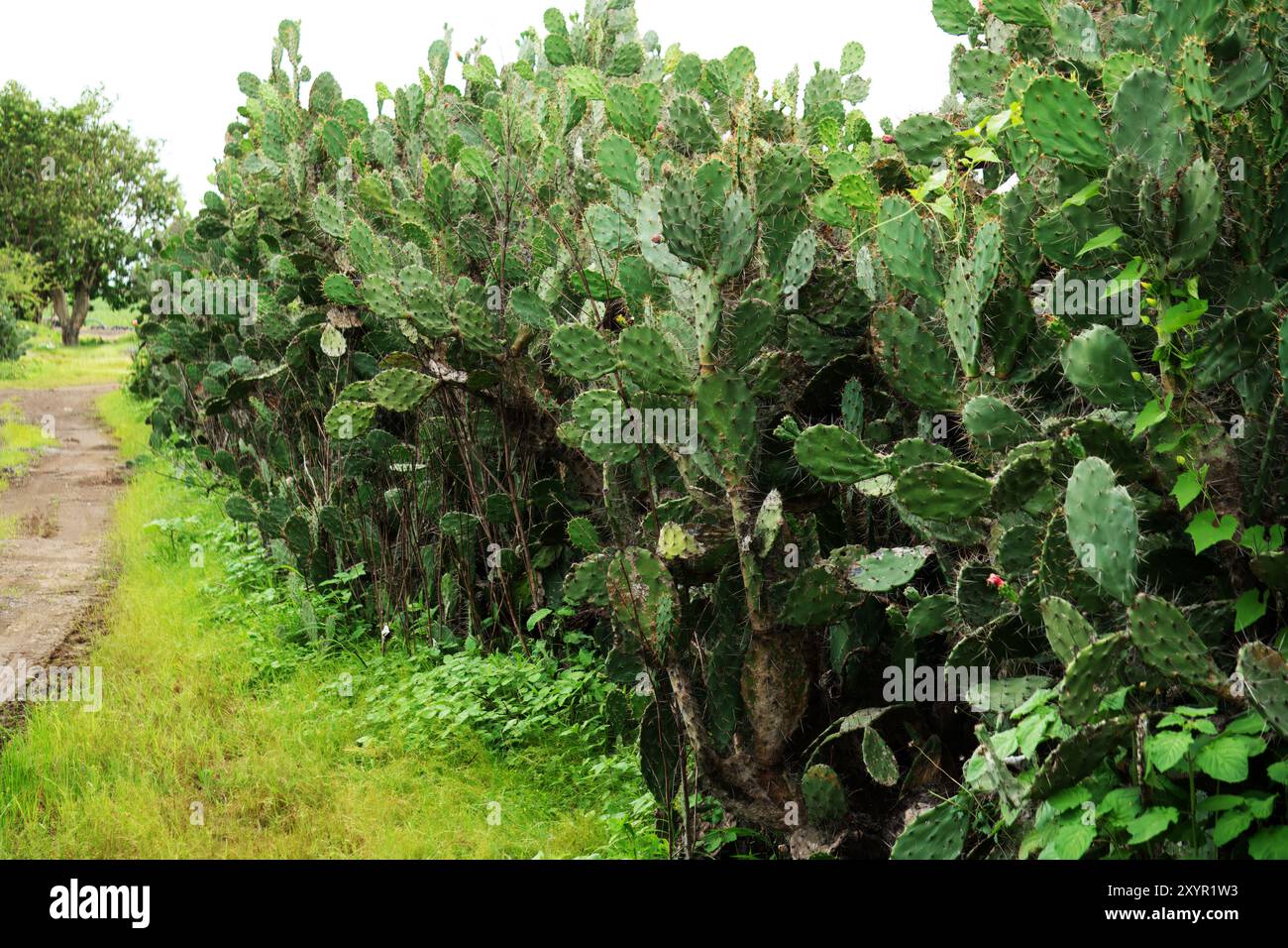 A tranquil trail cuts through a sprawling field of cacti, highlighting ...