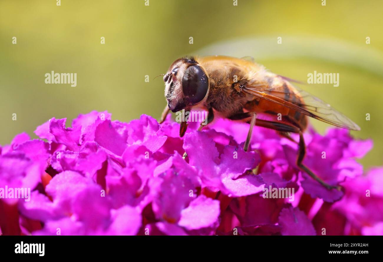 Dung bees hi-res stock photography and images - Alamy