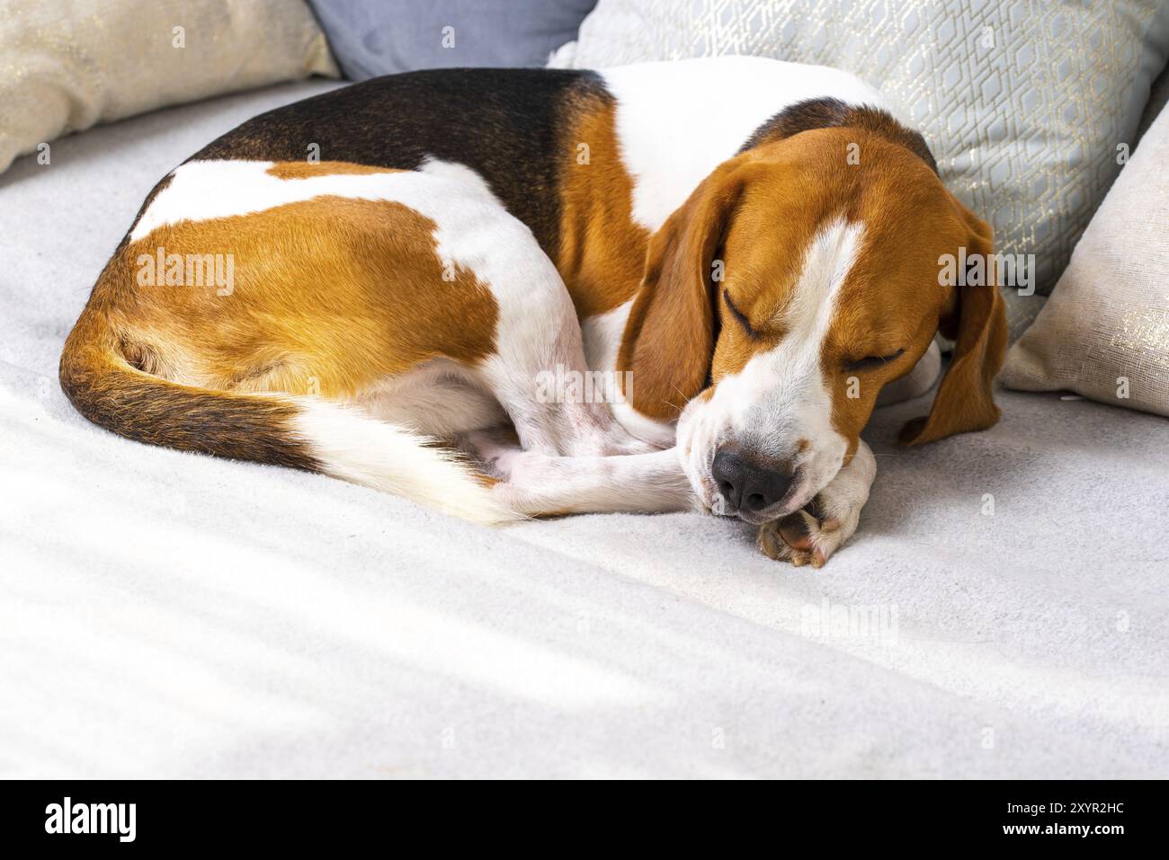 The dog sleeps on a couch. Beagle dog copy space background Stock Photo ...