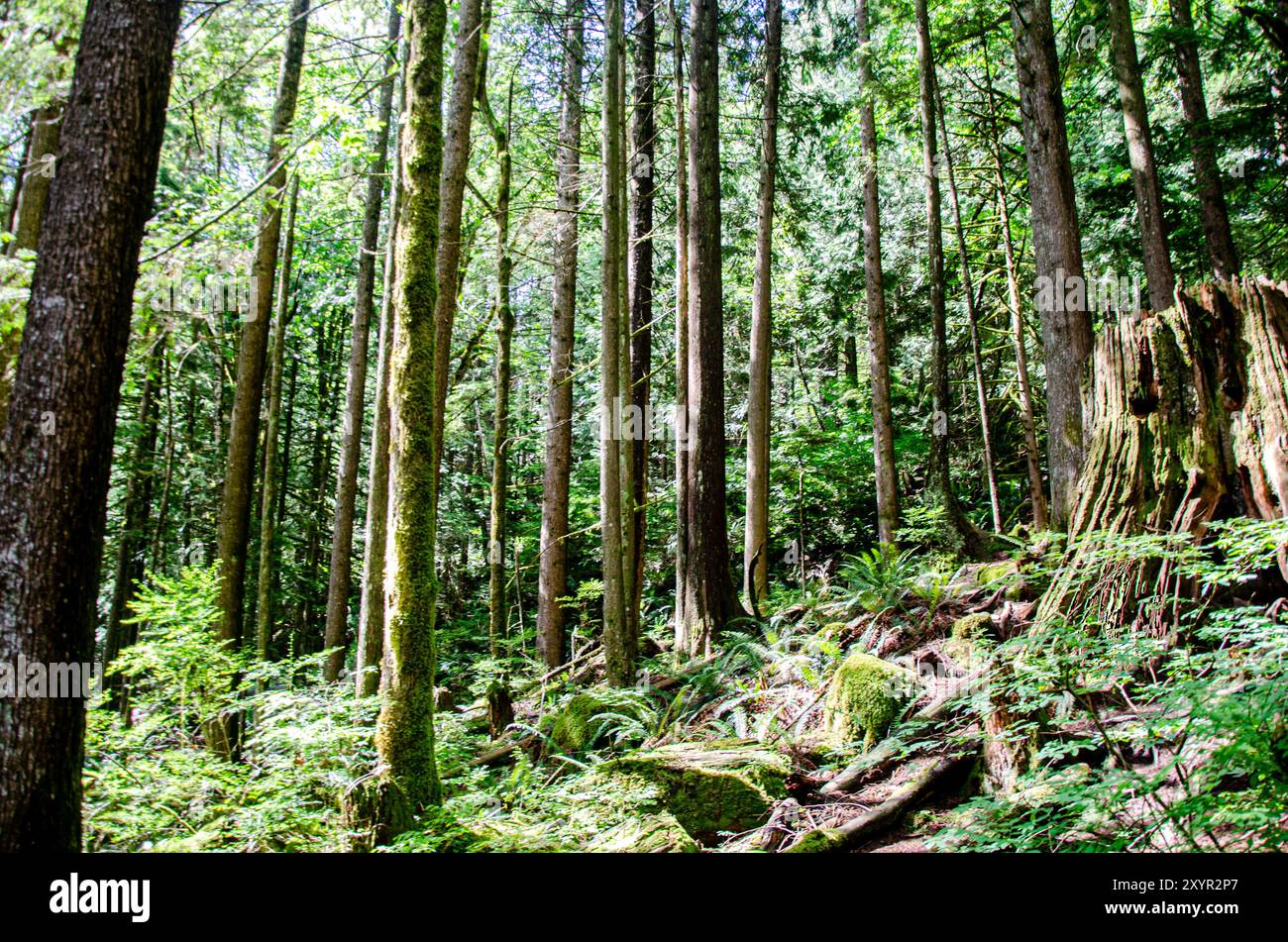 Inside a dense pine tree forest with streams, large moss covered pine ...
