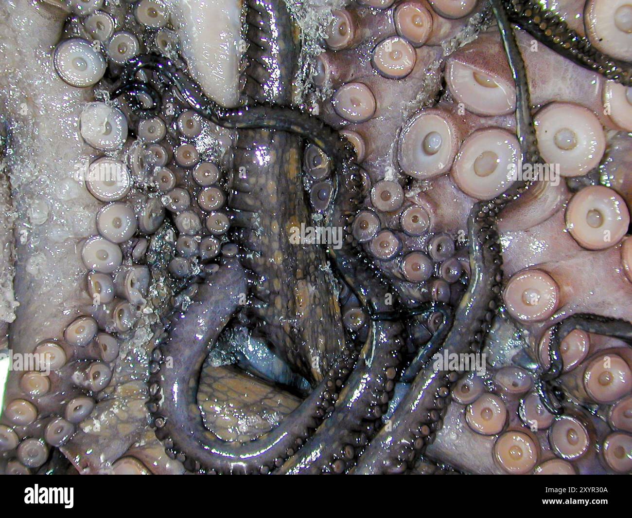 Kitchen sink octopus hi-res stock photography and images - Alamy