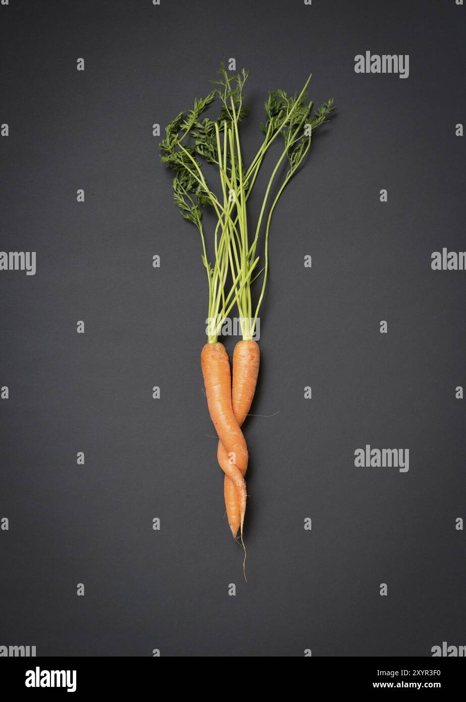 Carrot loving hi-res stock photography and images - Alamy