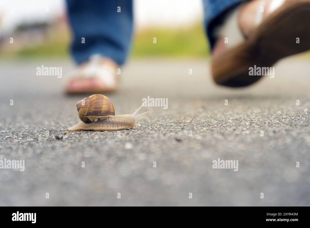 Snail feet hi-res stock photography and images - Alamy