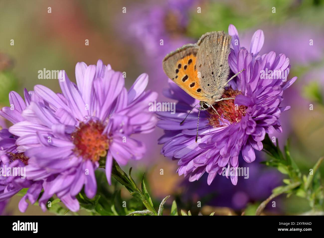 Butterfly forms hi-res stock photography and images - Alamy