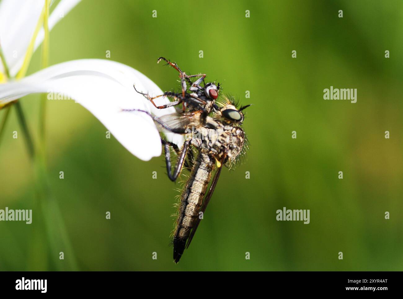 Capture flying insects hi-res stock photography and images - Alamy