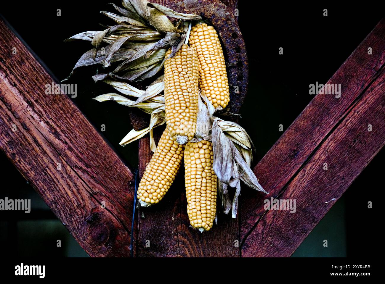 Hanging corn on the corn cob Stock Photo - Alamy