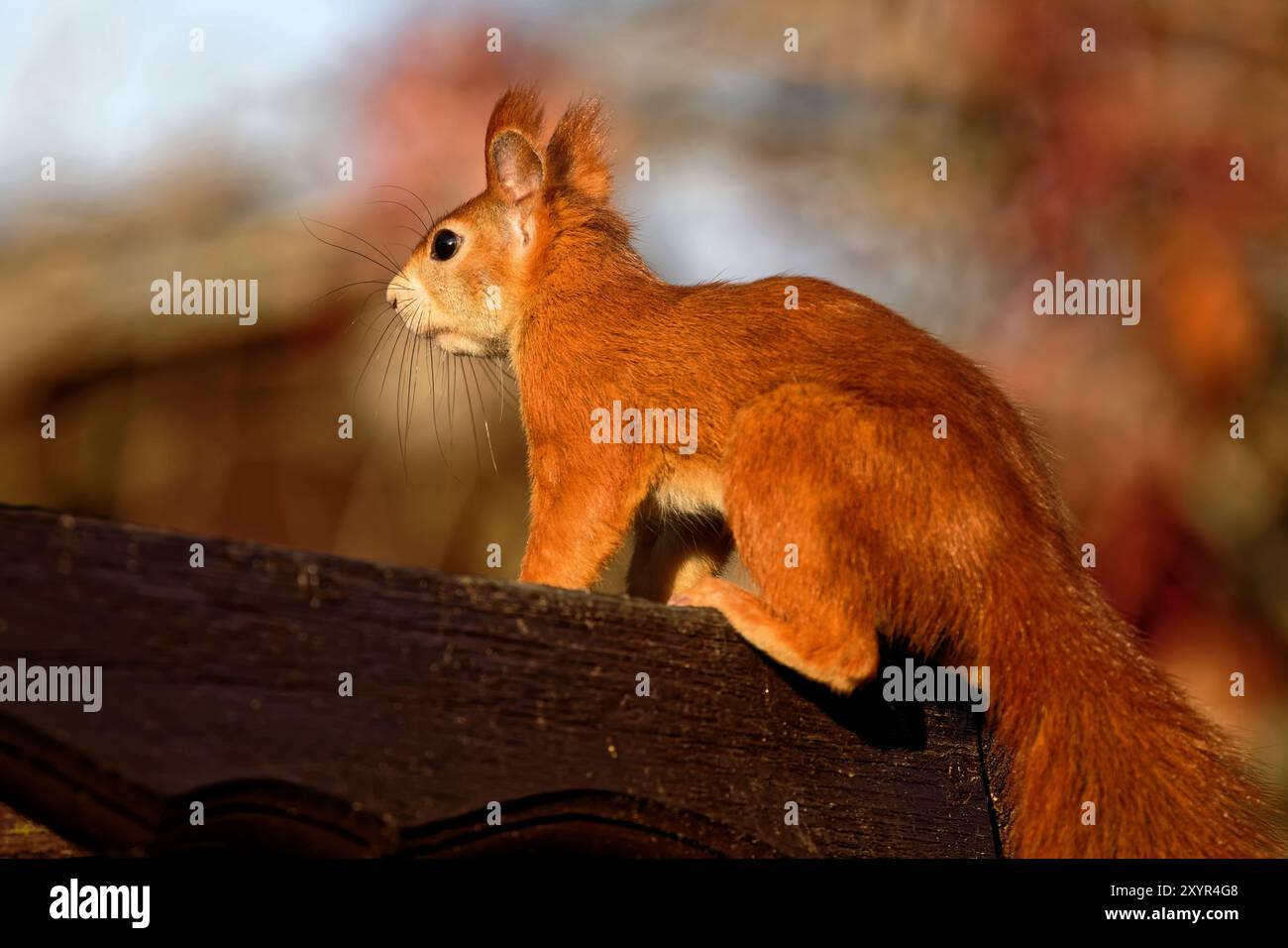 Squirrel hides hi-res stock photography and images - Alamy