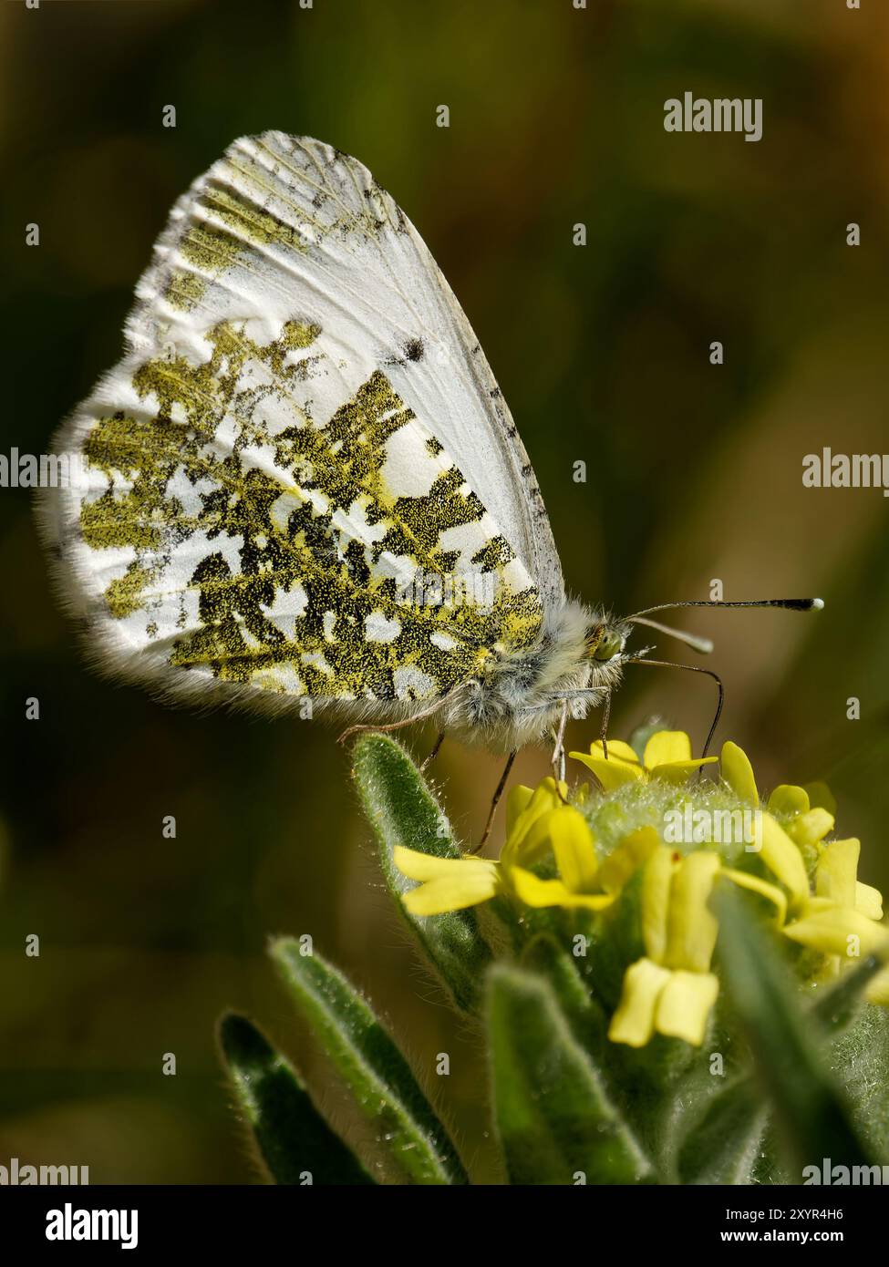 Butterfly gardens attractions hi-res stock photography and images - Alamy