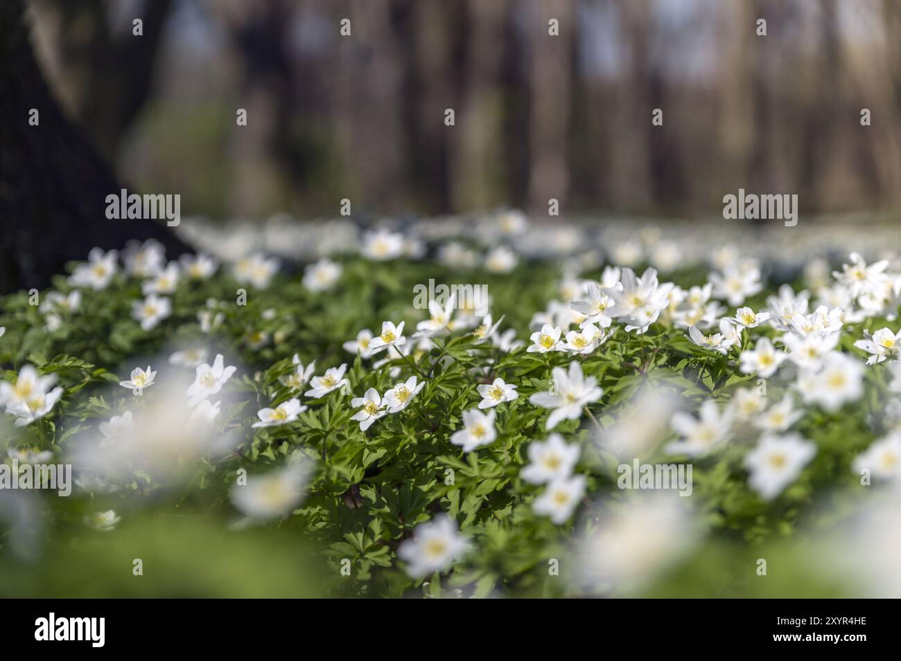 Forest ground full flowering hi-res stock photography and images - Alamy