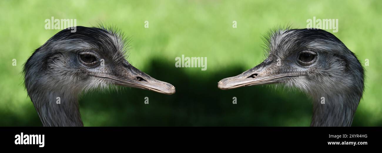 Twins in natural habitat hi-res stock photography and images - Alamy