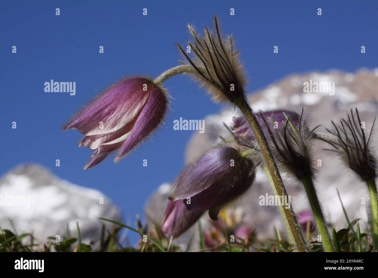 Common cowbell hi-res stock photography and images - Alamy