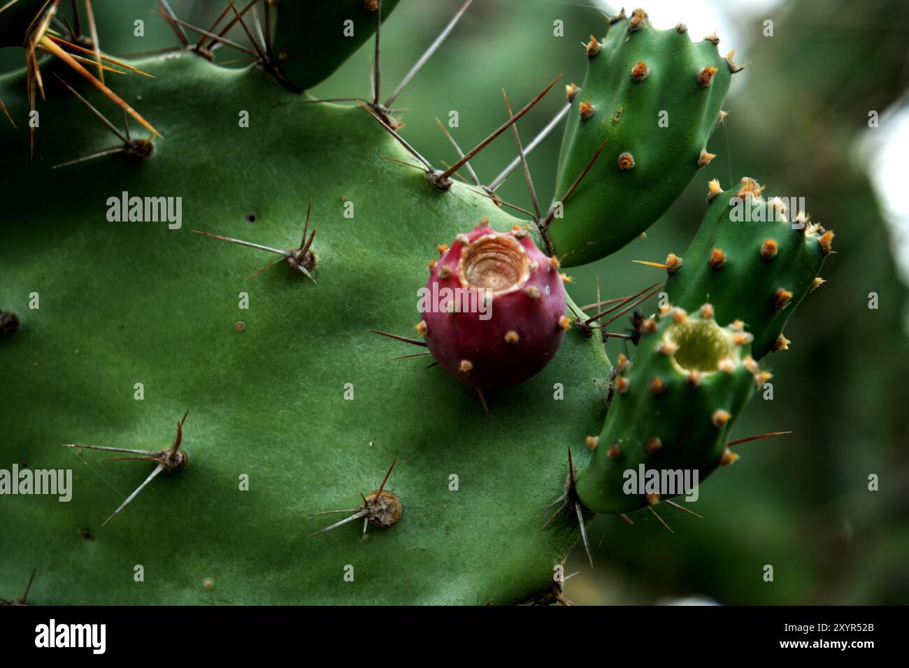 a vivid cactus plant with a beautiful scarlet blossom emerging from ...