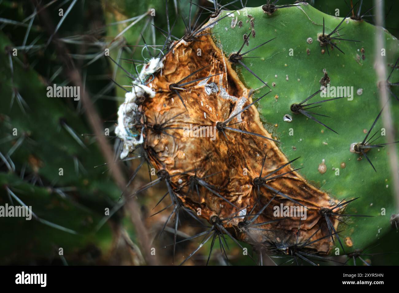 Relative flora and fauna hi-res stock photography and images - Alamy