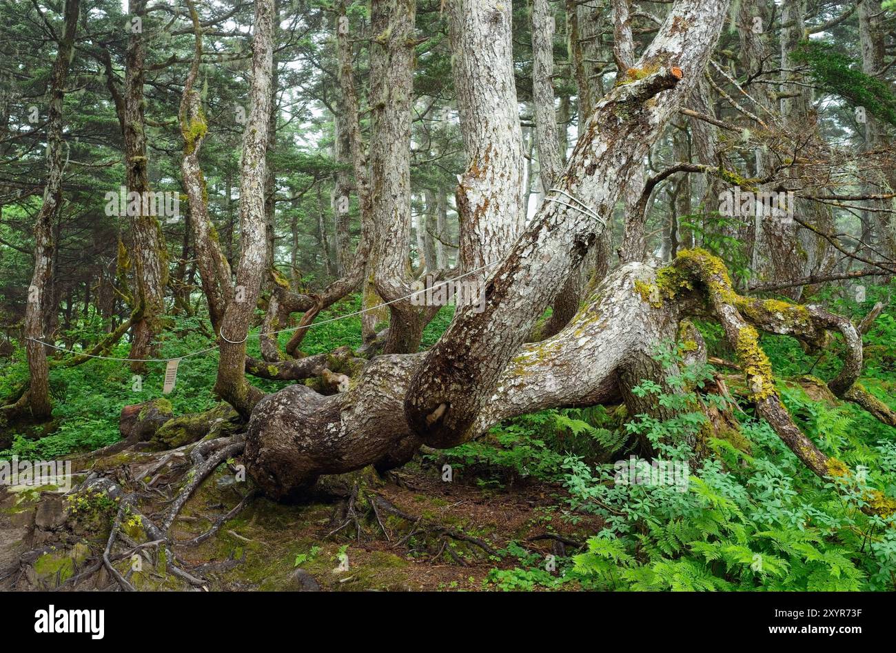 Gnarled and bent tree trunks on Mt Roberts above Juneau, Alaska Stock ...