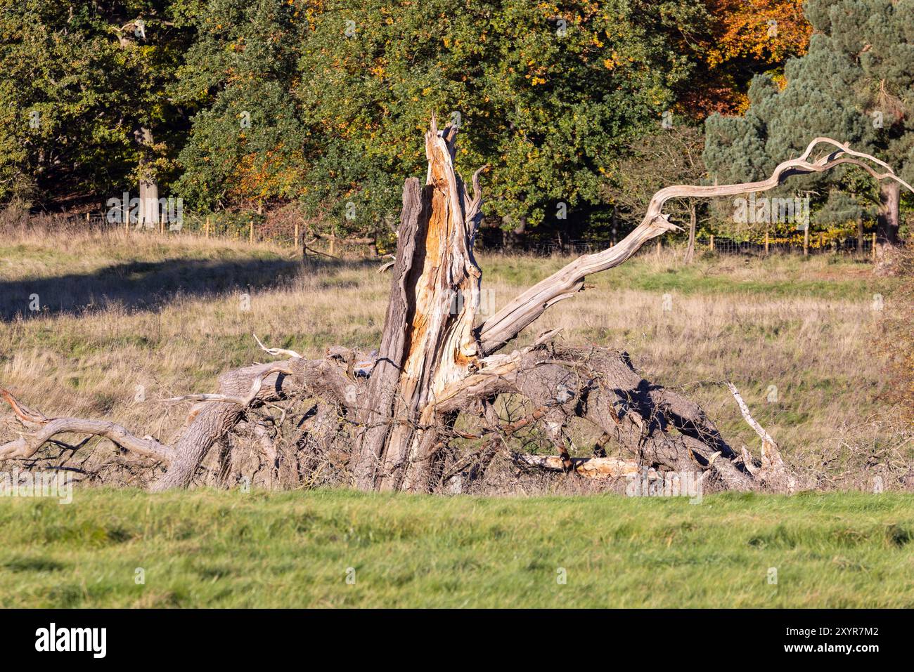 Old leeds forest hi-res stock photography and images - Alamy
