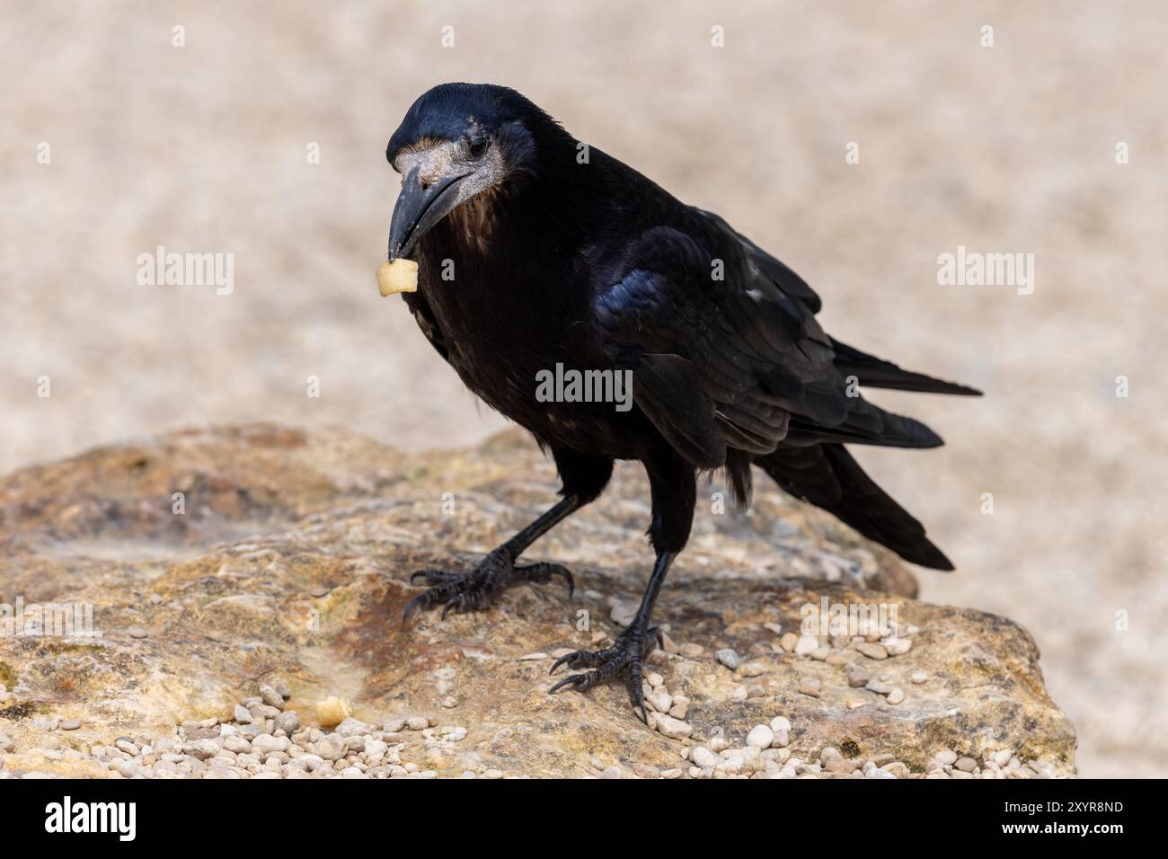 Portrait of a rook (corvus frugilegus) eating a crisp Stock Photo - Alamy