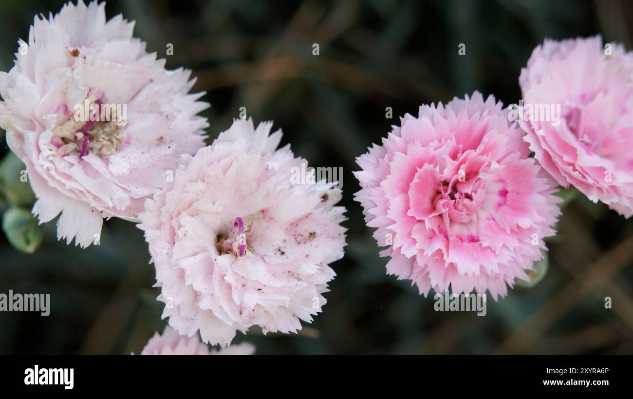 Pink clove hi-res stock photography and images - Alamy