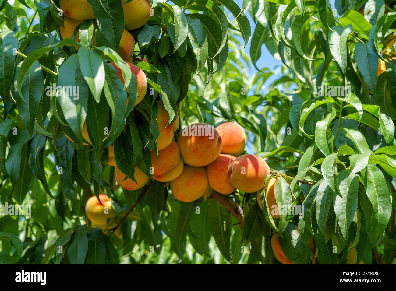 Peaches on the tree hi-res stock photography and images - Alamy