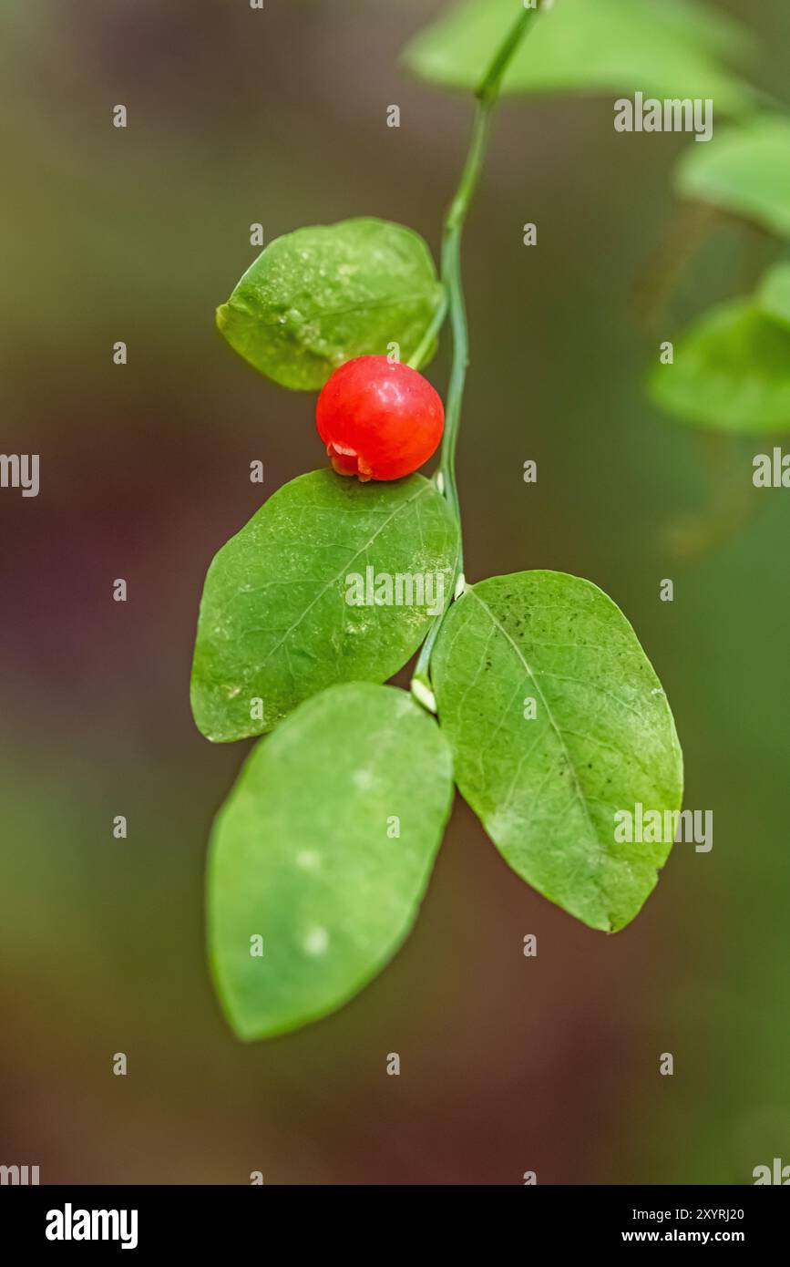 Red Huckleberry, Vaccinium parvifolium, ripe berries at Staircase ...