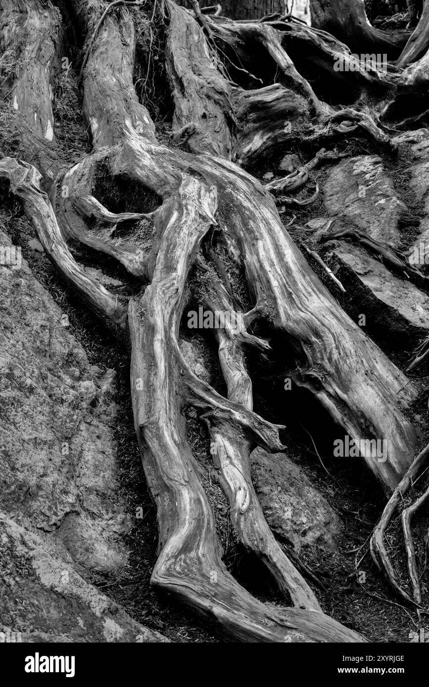 Exposed Western Hemlock roots at Staircase, Olympic National Park ...