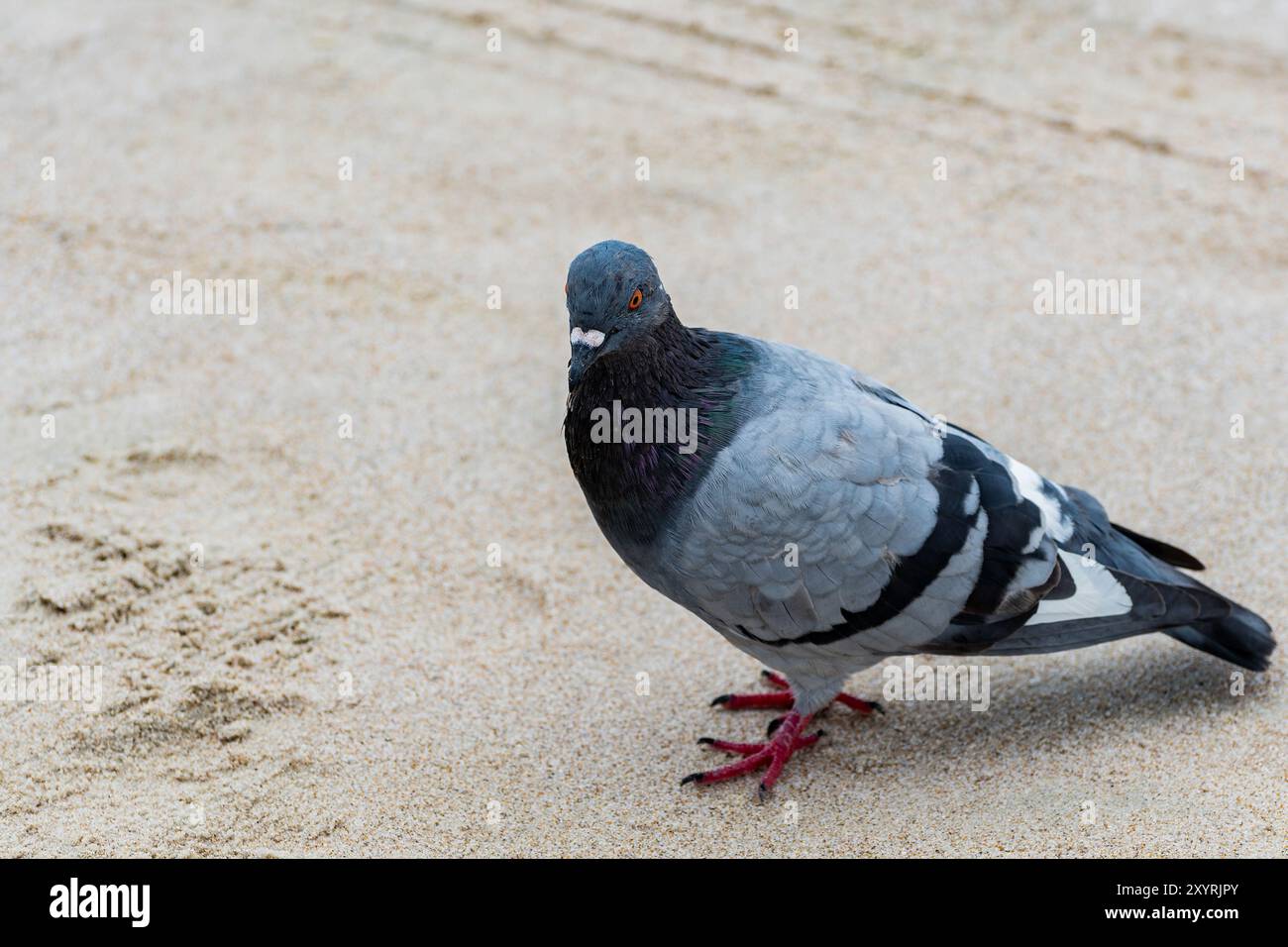 A dove on the sand of a beach in a coastal town, dove landed on the ...