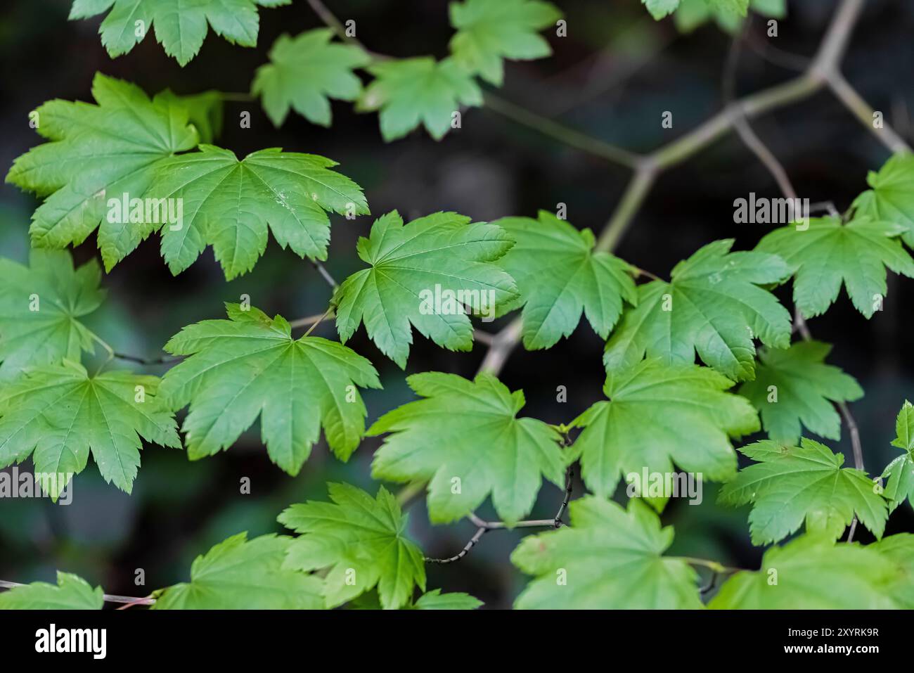 Vine Maple, Acer circinatum, in forest at Staircase, Olympic National ...